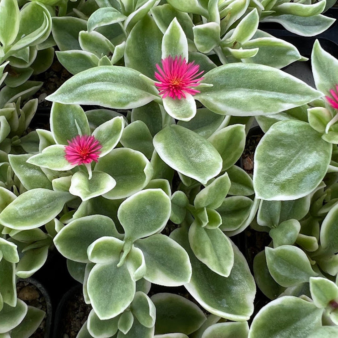 Aptenia Cordifolia 'variegata' /heartleaf Ice Plant, Baby Sunrose - Etsy