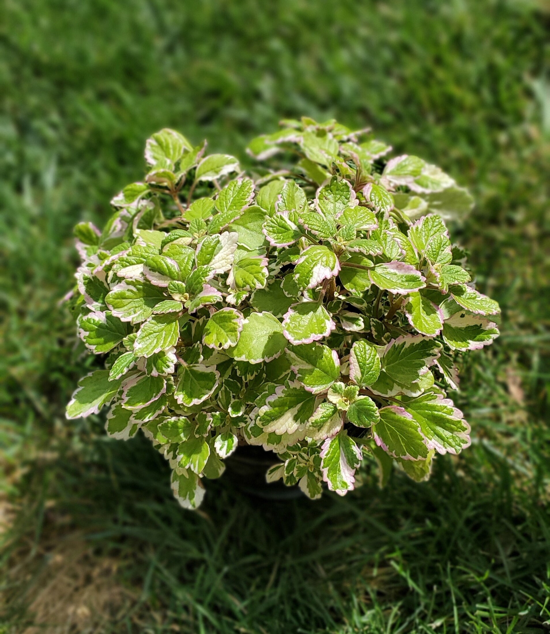 Swedish Ivy Variegated (plectranthus Forsteri) Starting Plant - Etsy
