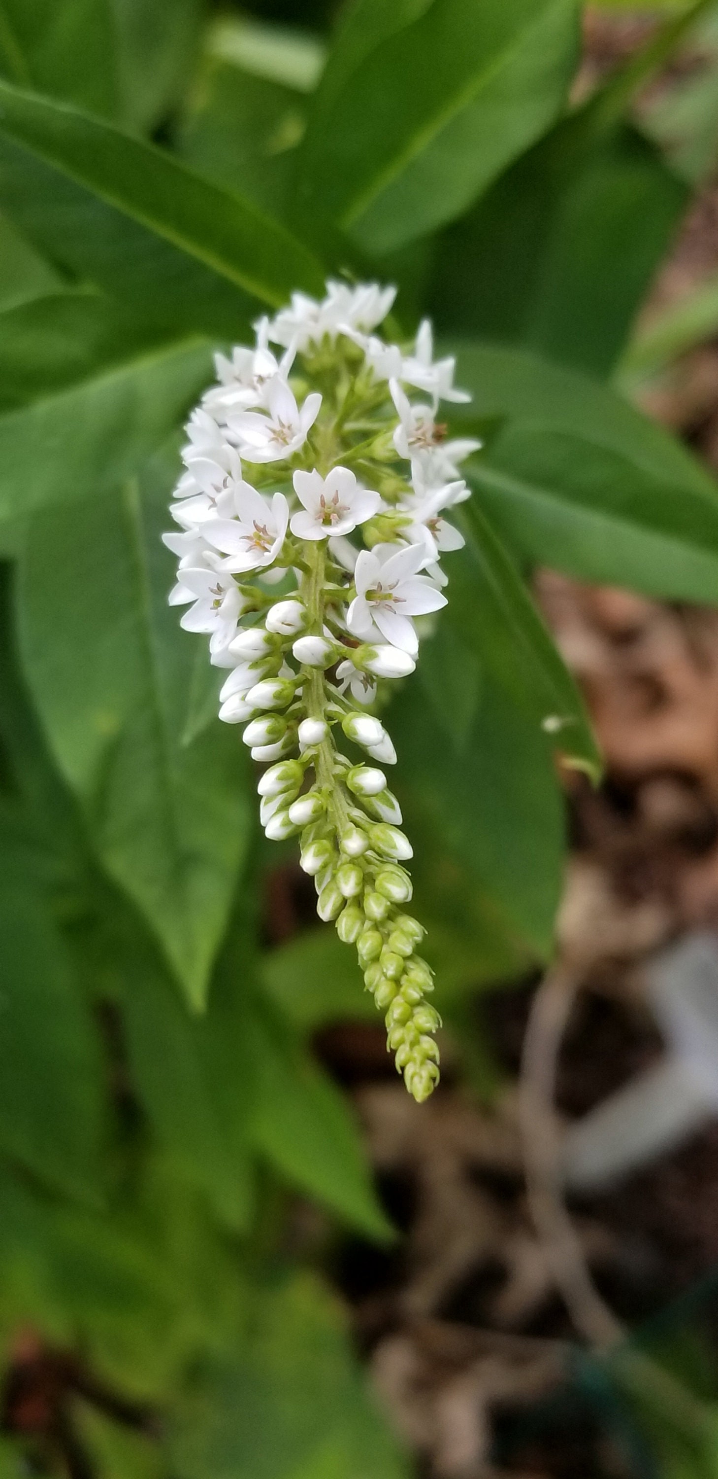 Gooseneck Loosestrife, Lysimachia Clethroidesis Starting Plant - Etsy