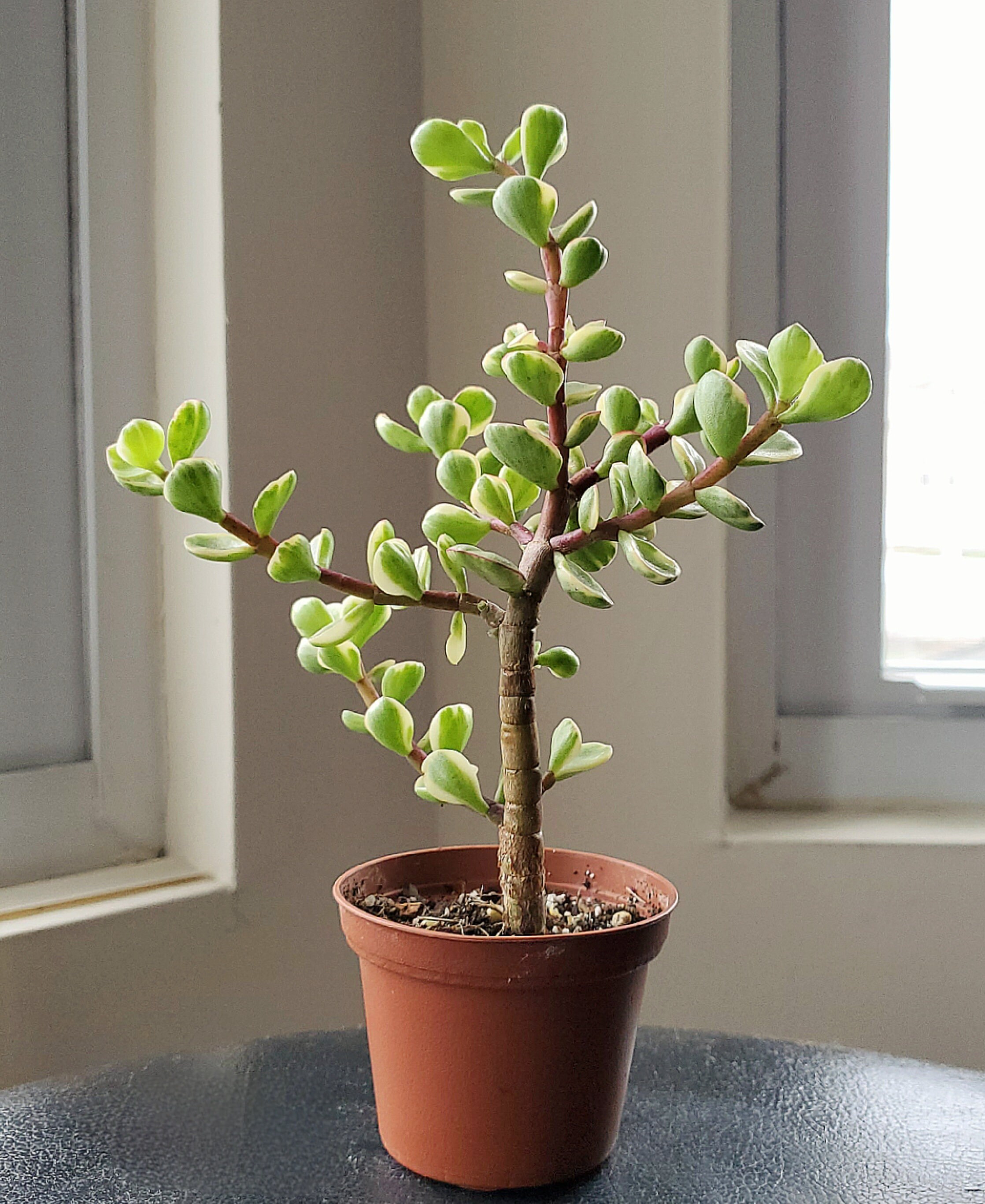 Portulacaria Afra Variegata, Dwarf Elephant Bush, Bonsai Tree - Etsy