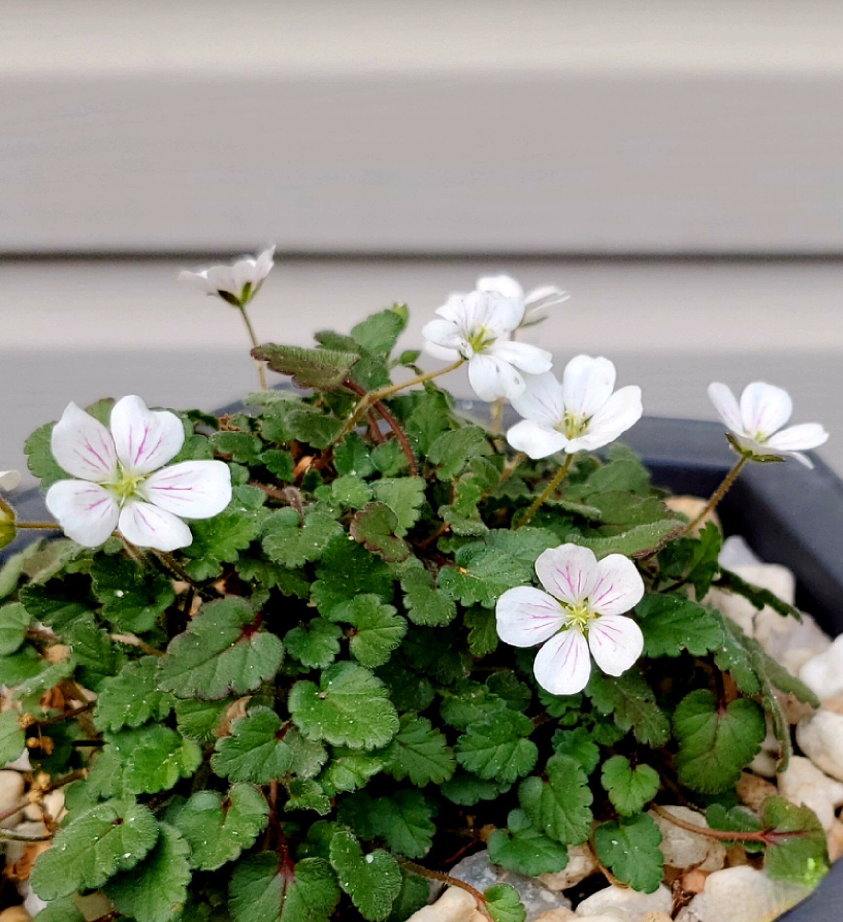 Erodium Reichardii ‘alba’ | Bonsai Starting Plant - Etsy