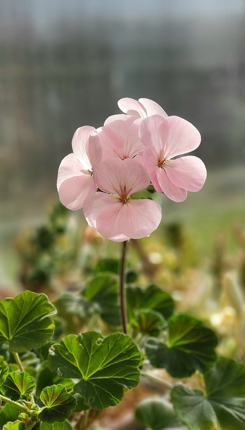 Geranium Bullseye Light Pink Starting Plant |(no Shipping to CA,OR,WA ...