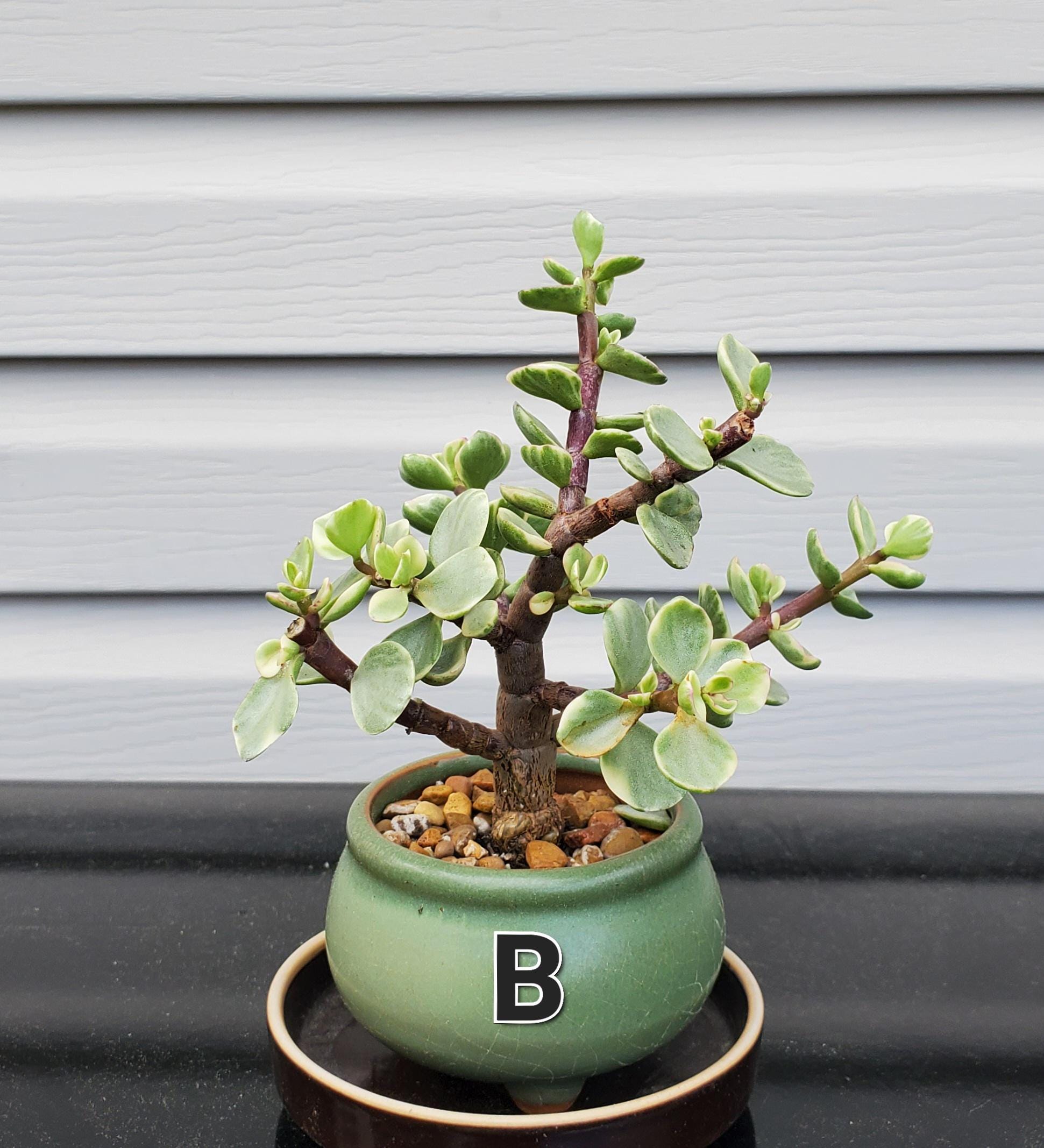Portulacaria Afra Variegata |dwarf Elephant Bush | Pre-bonsai Tree ...