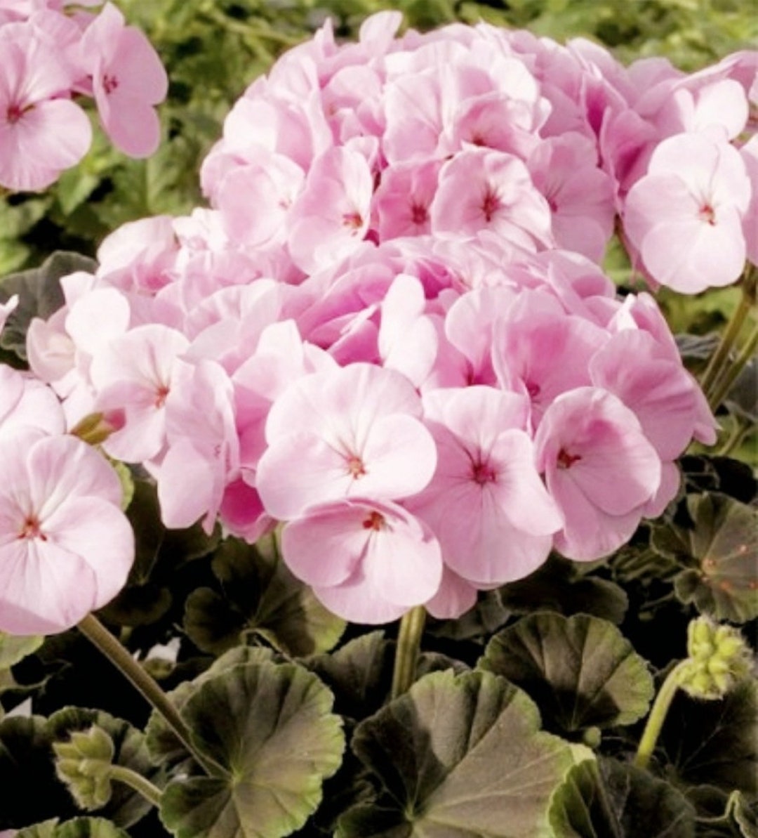 Geranium Bullseye Light Pink Starting Plant |(no Shipping to CA,OR,WA ...