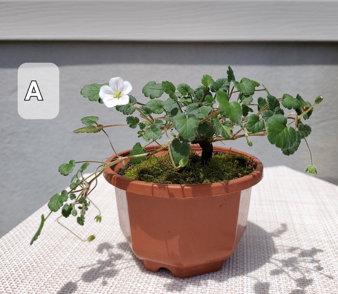 Erodium Reichardii ‘alba’ | Bonsai Starting Plant - Etsy