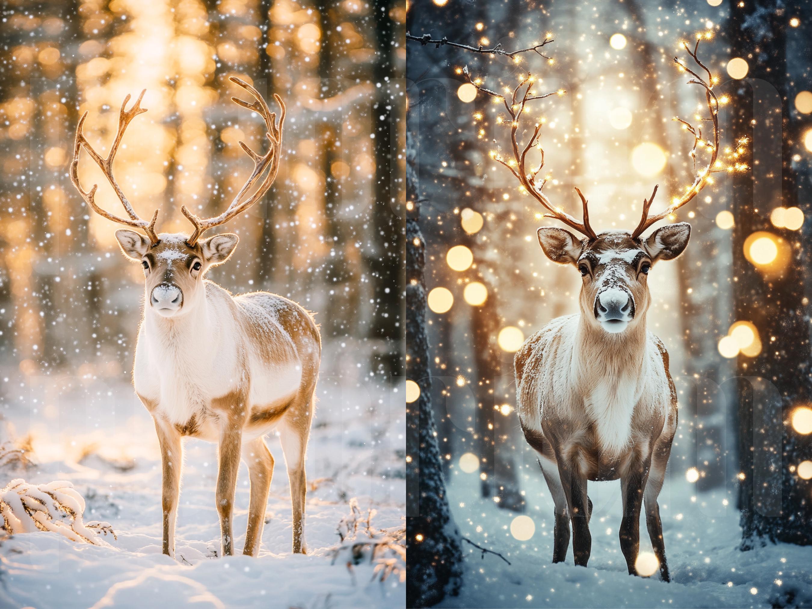 46 Reindeer on Enchanted Forest Backdrops, Perfect for Wedding ...