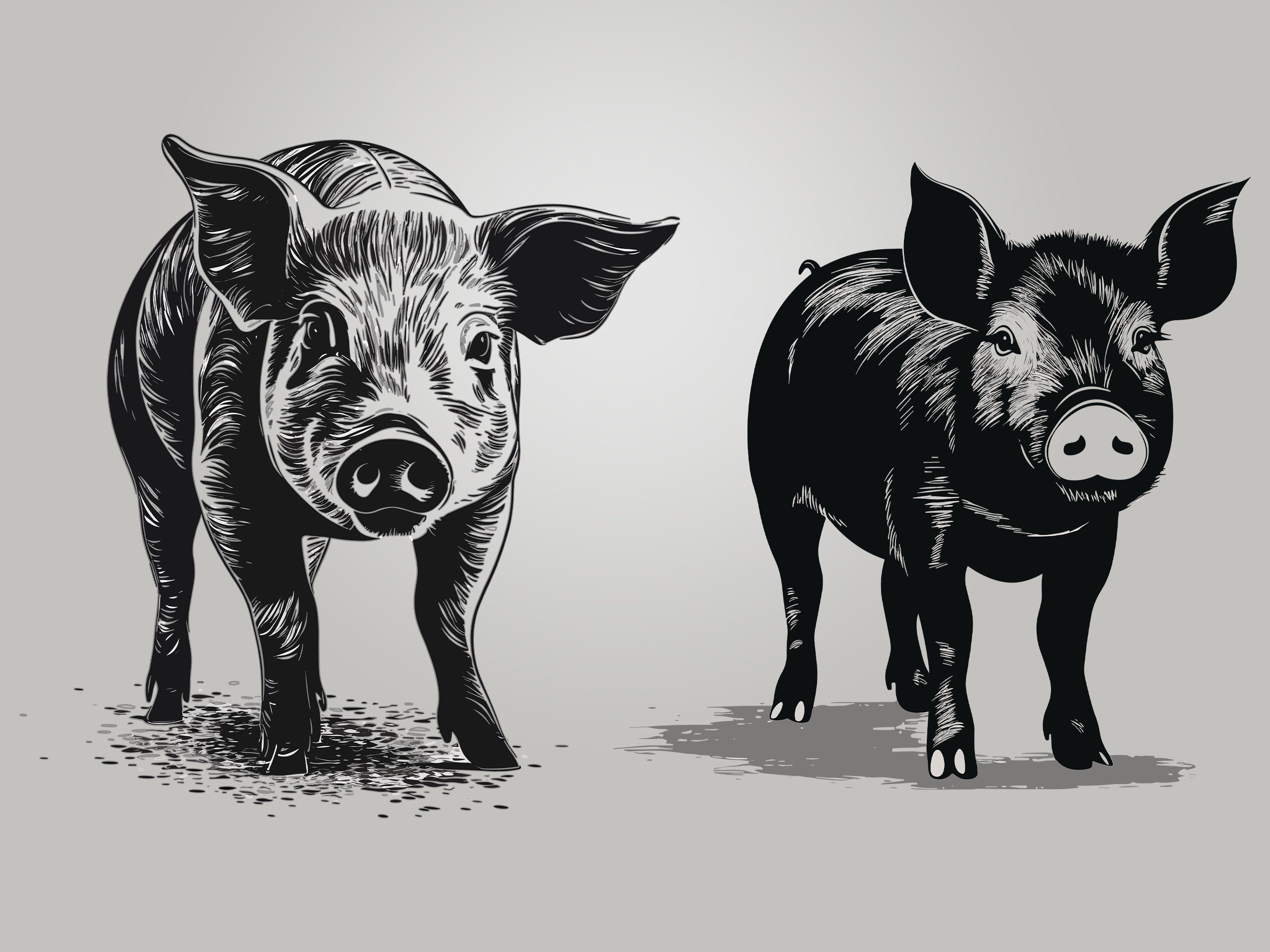 Pig Clipart Pack, PNG, SVG, Pig Svg, Pig Png, Instand Download ...