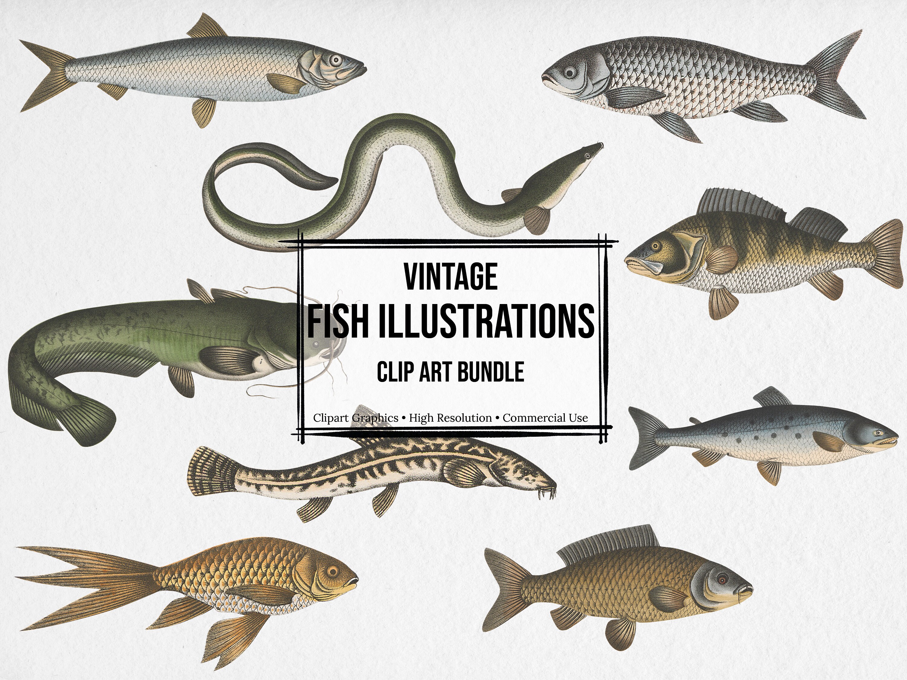 Vintage Fish Illustrations Clip Art Bundle, Digital Instant Download ...