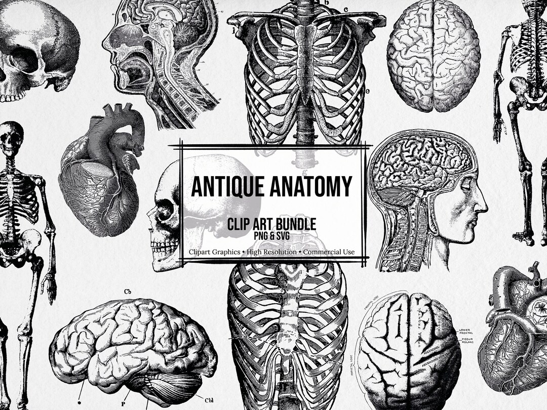 Antique Anatomy Clipart Bundle PNG & SVG Vintage Anatomy Illustrations ...