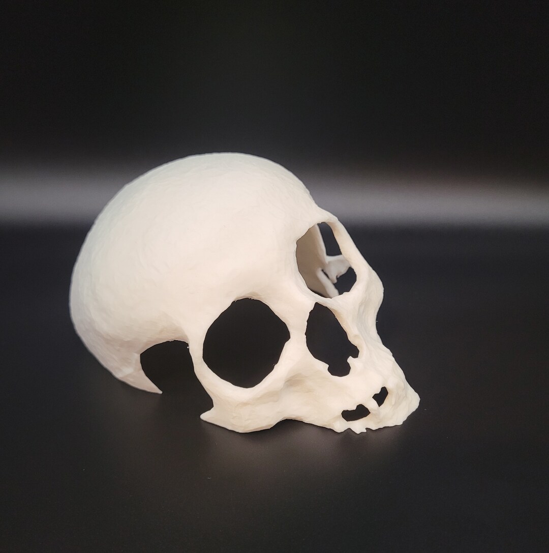 Human Skull Aquarium Decoration Fish Tank Decor Fish Hide Shrimp ...