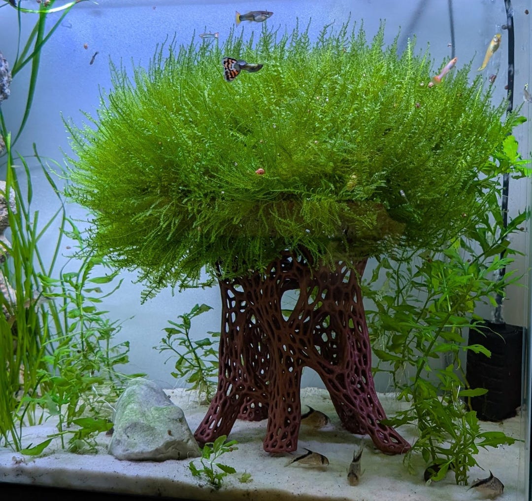 Aquarium Moss Ledge Bonsai Coral Reef Style for Fish , Shrimp , Crabs ...