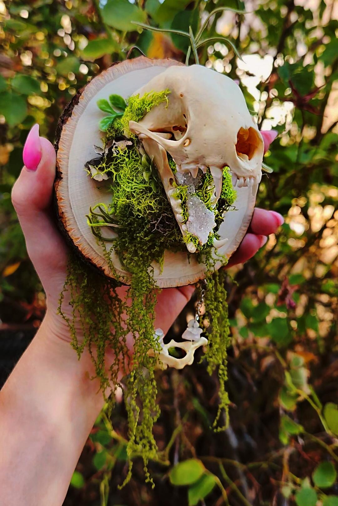 Real Skunk Skull and Bone Oddity Wallhanger - Etsy