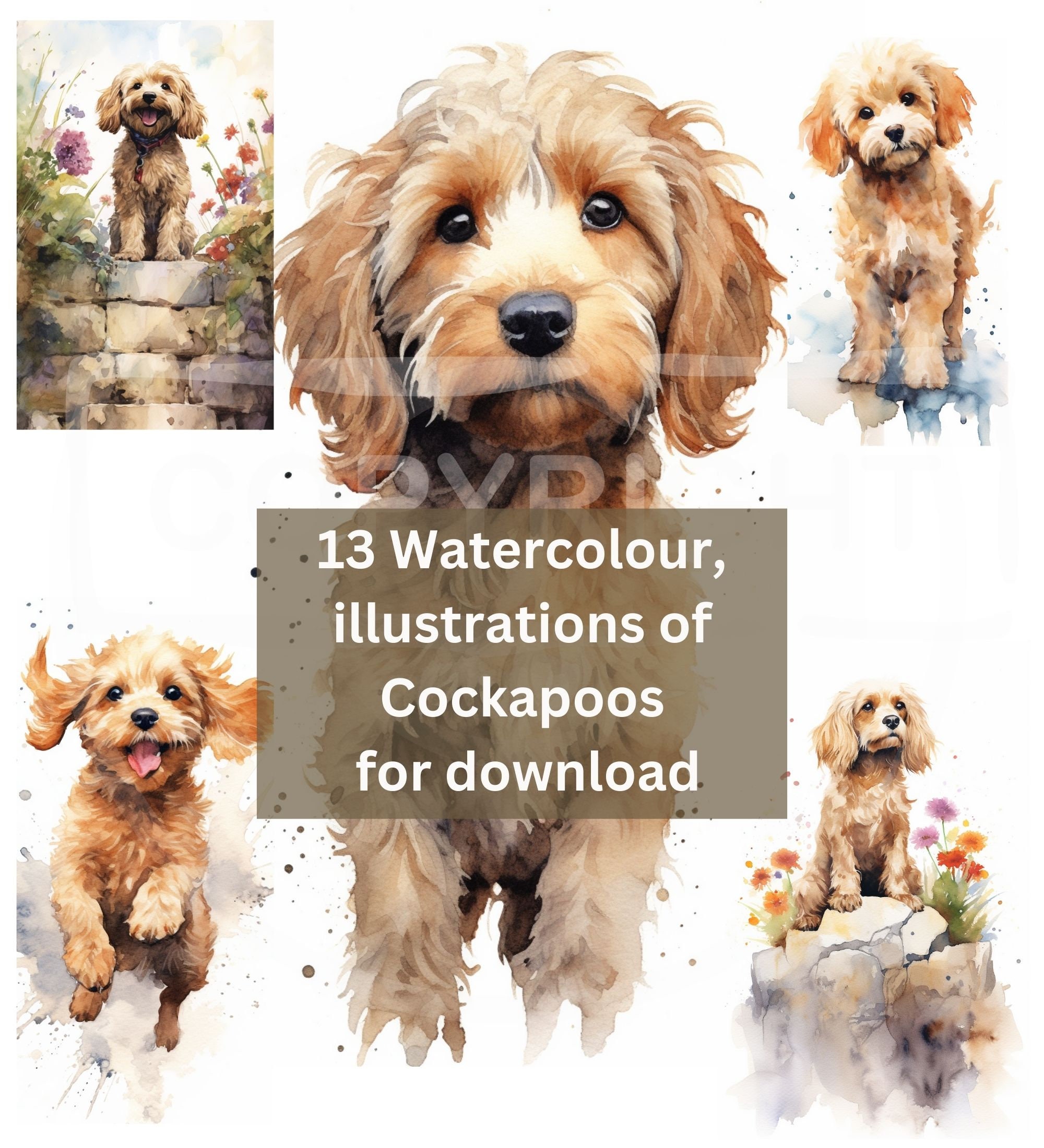13 Watercolour Paintings of Cockapoos, Clipart Pngs, Original Artwork ...