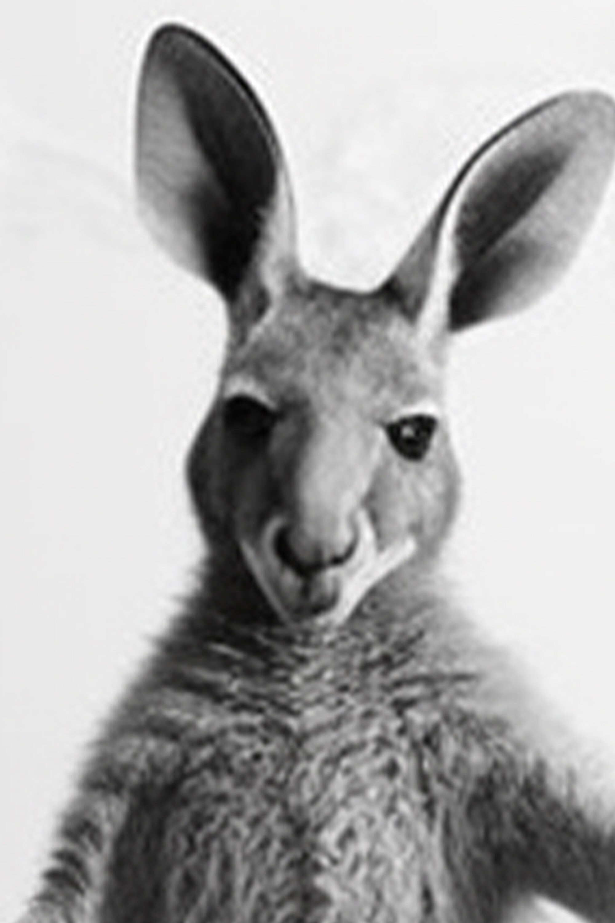 Kangaroo in a Vintage Bathtub, Animal Bathroom Art, Rustic Bath Style ...