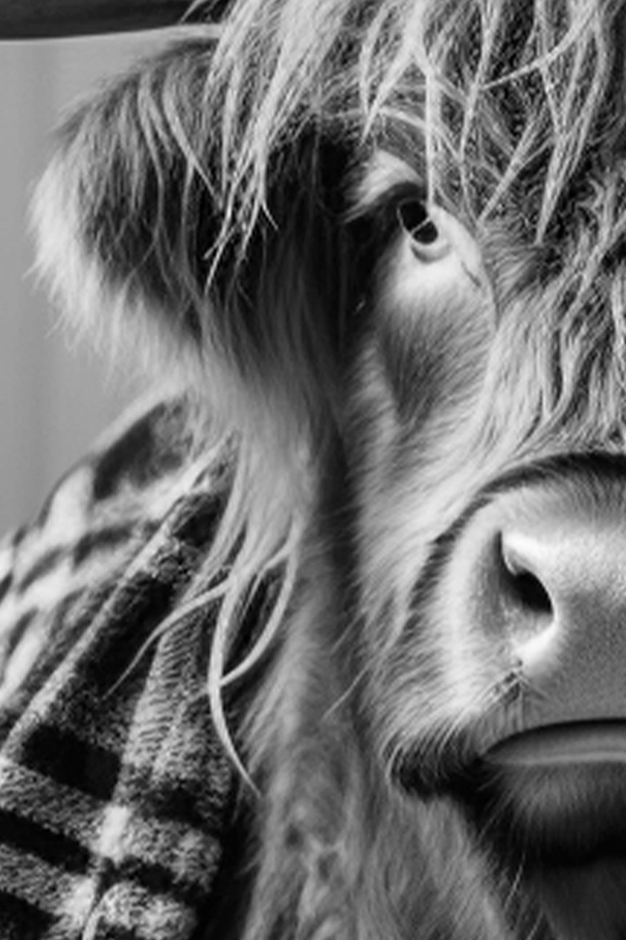 Highland Cow Sitting on the Toilet Reading Animal Bathroom - Etsy