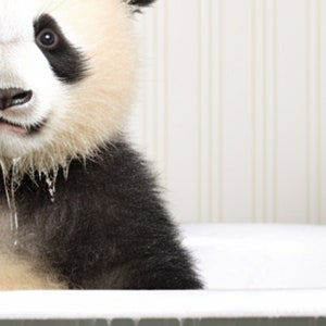 Baby Panda in a Vintage Bathtub, Rustic Bath Style, Bathroom Wall Art ...