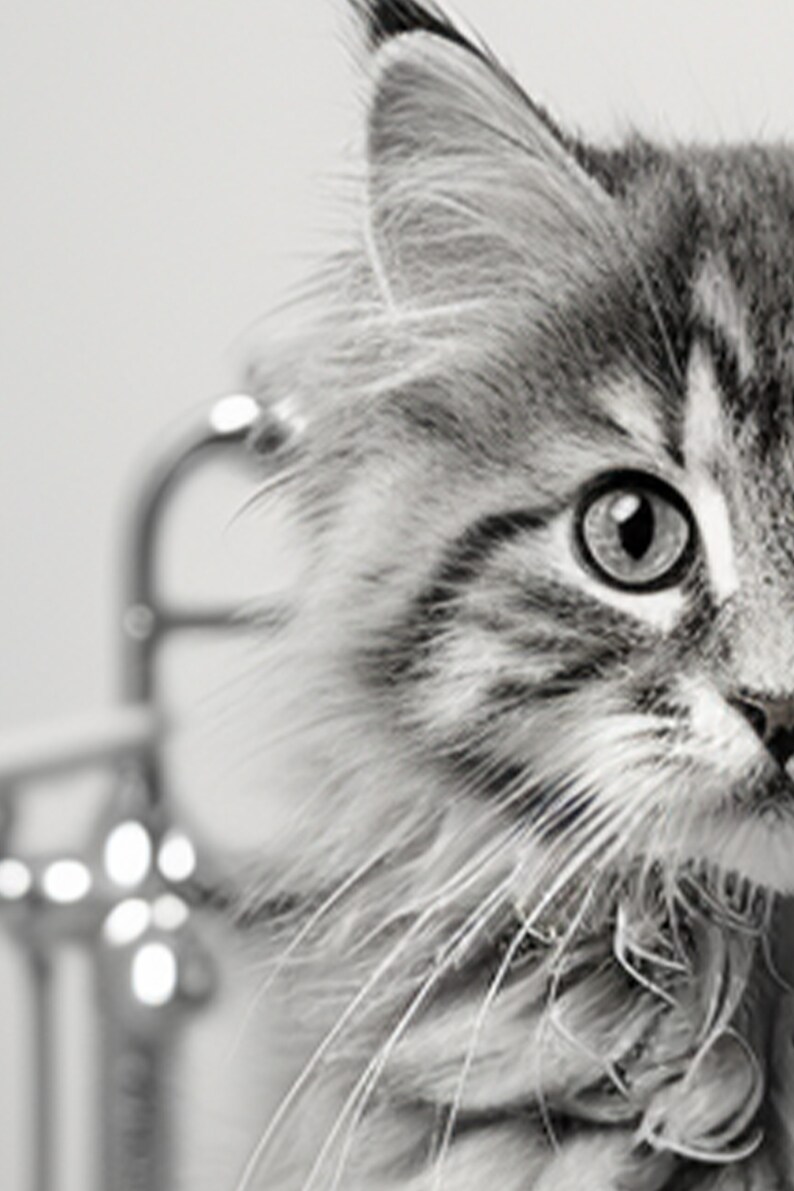 Cute Kitty in Tub - Printable Wall Art | Kitty Photography | Bathroom ...