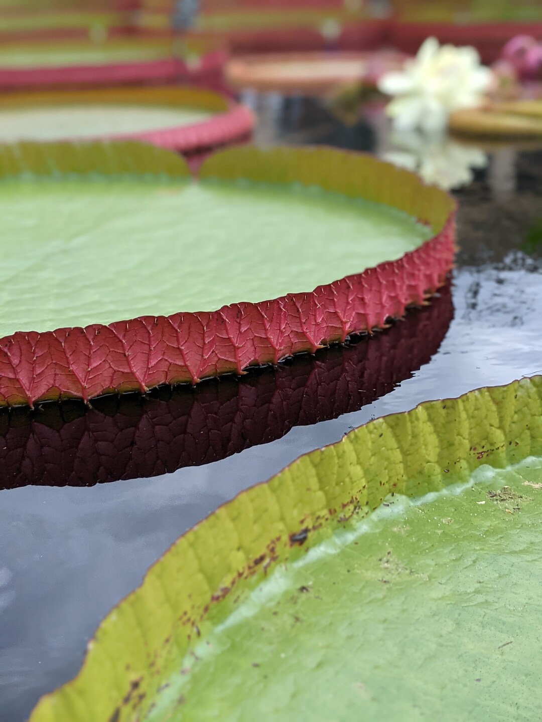 Original Photography, Wall Art, Green Wall Decor, Amazon Lily Pads - Etsy