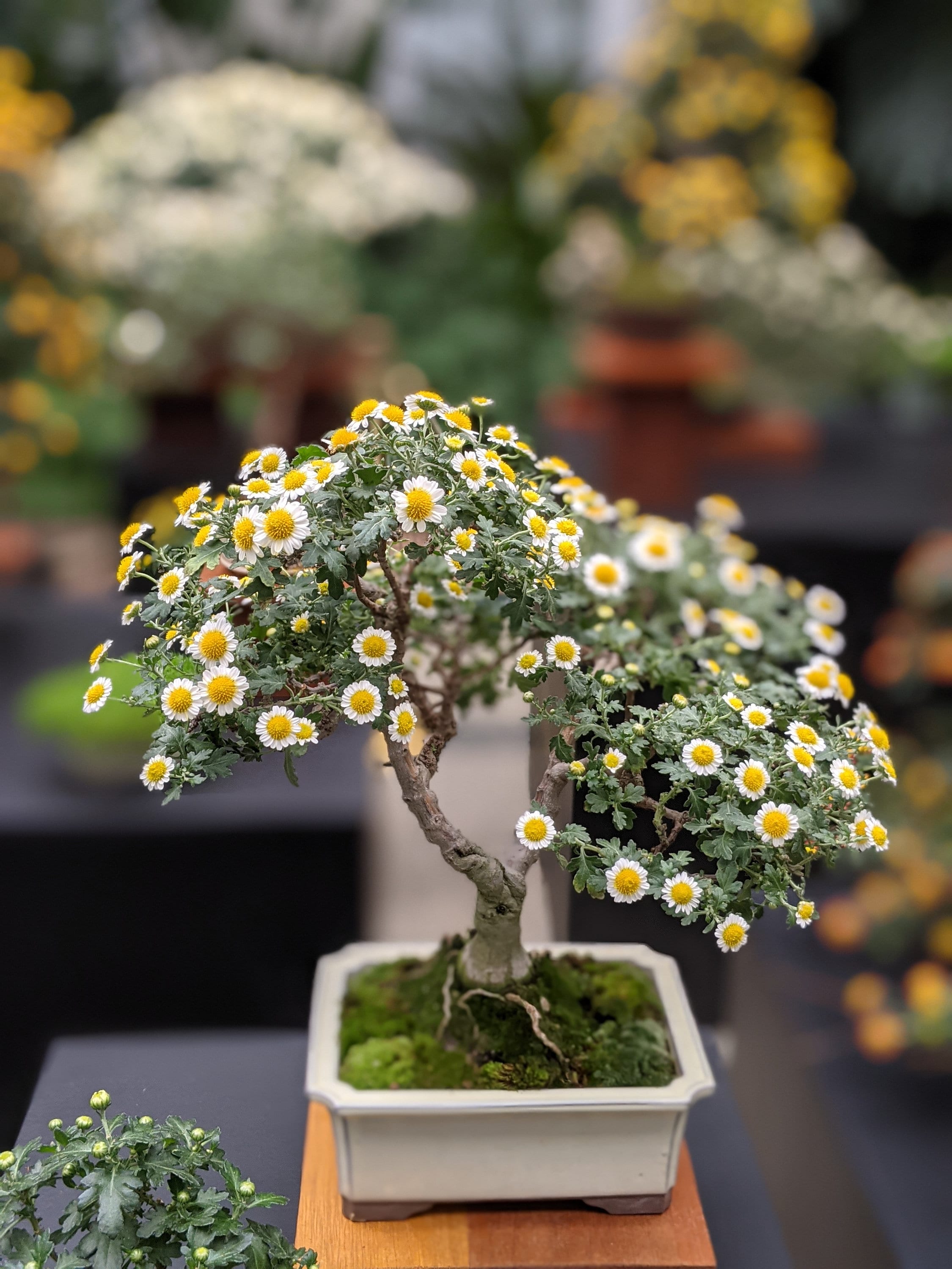 Cute Bonzai, Unique Bonzai, Bonzai Plant - Etsy