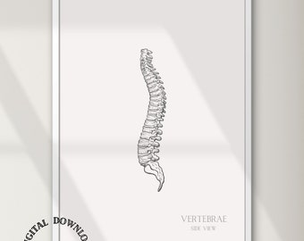 Lumbar Spine Print Human Anatomy Abstract Minimal Line Art Spinal Print ...