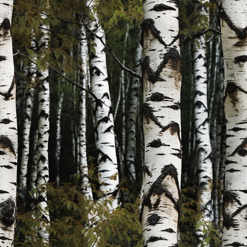 White Birch Trees: Stunning Seamless Tile Art - Perfect for Backgrounds ...