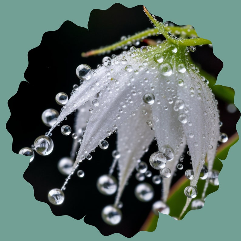 Dew-drenched Spider Web: Lily of the Valley Delight - Etsy