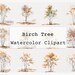 Birch Tree Clipart Watercolor Png Birch Tree Forest Commercial - Etsy