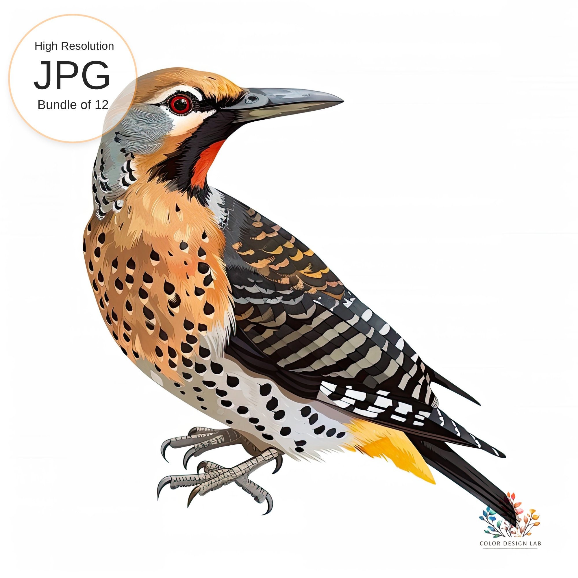 Northern Flicker, Watercolor Bird Art Print, High Resolution JPG ...