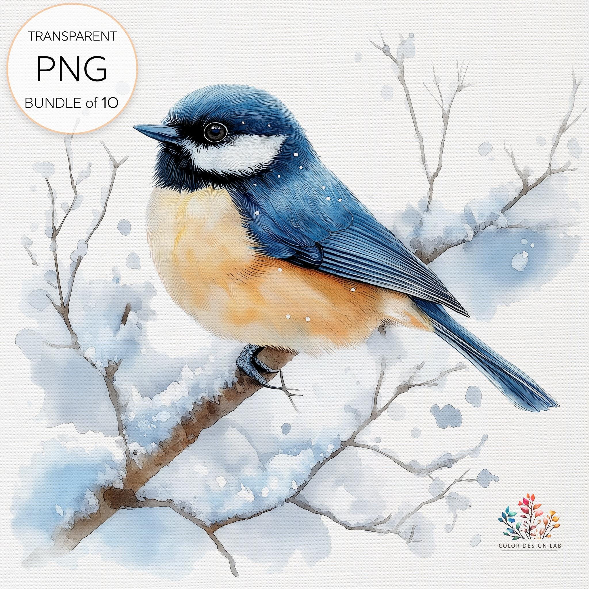 Winter Birds Clipart Bundle: Snowy Owl, Cardinal, Chickadee & More, 10 ...