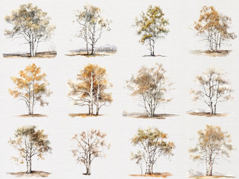 Birch Tree Clipart Watercolor Png Birch Tree Forest Commercial - Etsy