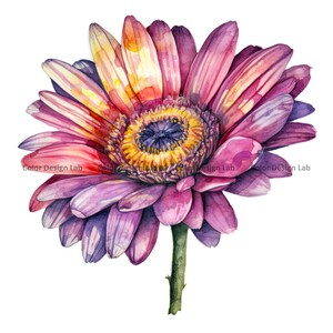 Daisy Flower Clipart - Set of 12 High Quality Floral PNG - Digital ...