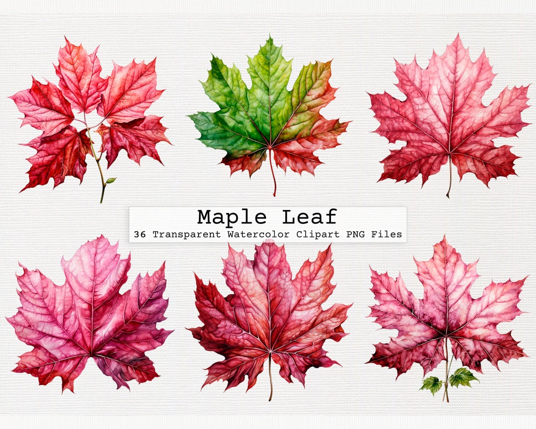 Maple Leaf Clipart Bundle of 36 Quality Transparent Watercolor Png ...