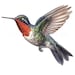 Ruby-throated Hummingbird Clipart - 8 Printable Art Pngs, High ...