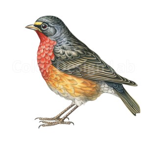 American Robin Clipart Set – 8 Printable Art PNG, Digital Download ...