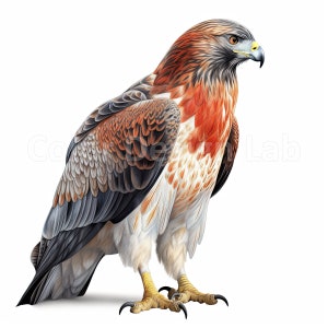 Red-tailed Hawk Clipart, Red-tailed Hawk Set of 8 Printable Art PNG ...