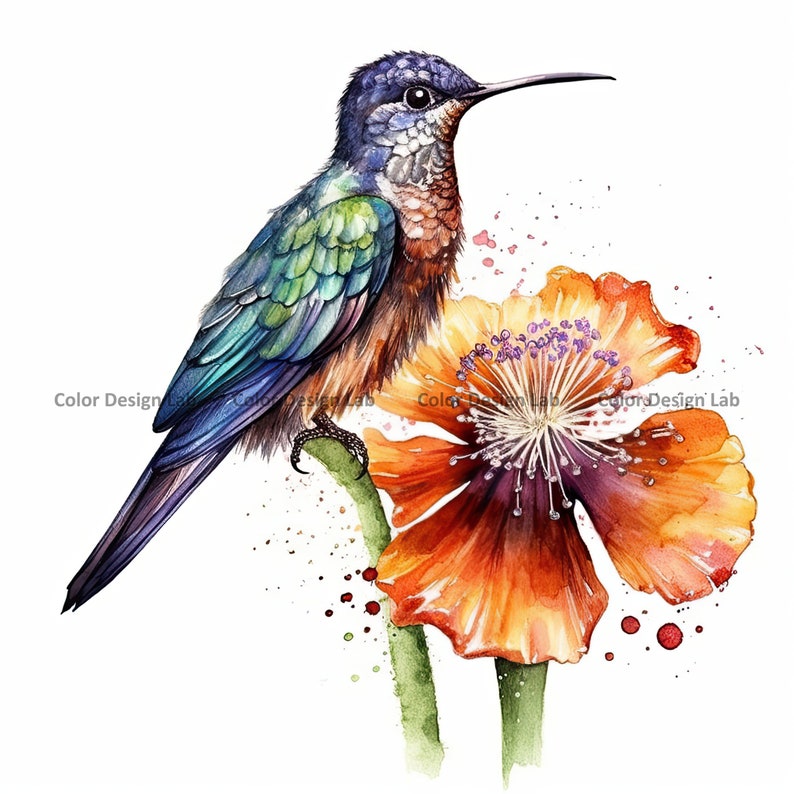 Hummingbird With Flowers Clipart 12 High-quality PNG - Etsy