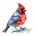 Red Cardinal Printable Clipart Set, 8 High-resolution Pngs of the Bird ...