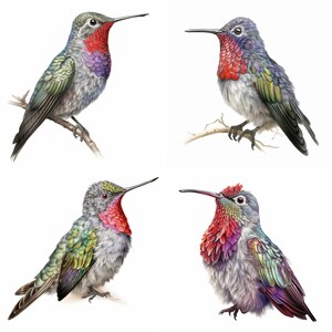 Anna's Hummingbird Clipart Bundle - Set of 8 Art Printables, Commercial ...