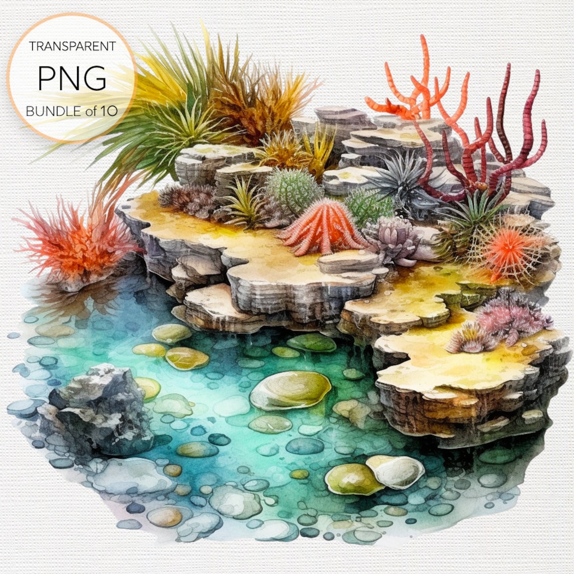 Set of 10 Watercolor Tidepools Clipart Pngs for Coastal Card - Etsy