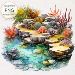Set of 10 Watercolor Tidepools Clipart Pngs for Coastal Card Making and ...