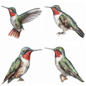 Ruby-throated Hummingbird Clipart - 8 Printable Art Pngs, High ...