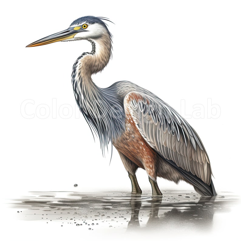 Great Blue Heron Clipart Set of 8 Printable Art PNG Digital - Etsy