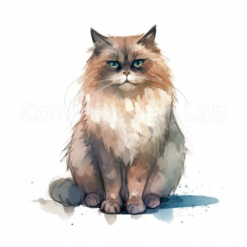 Himalayan Cat Clipart Image Hand-drawn Fluffy Feline Design - Etsy