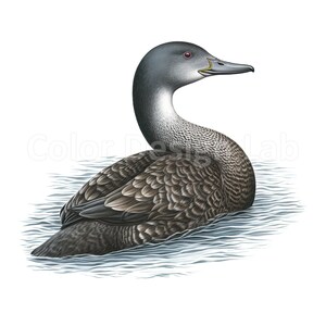 Common Loon Bird Printable Art Set - 8 PNG Clipart, High Quality ...