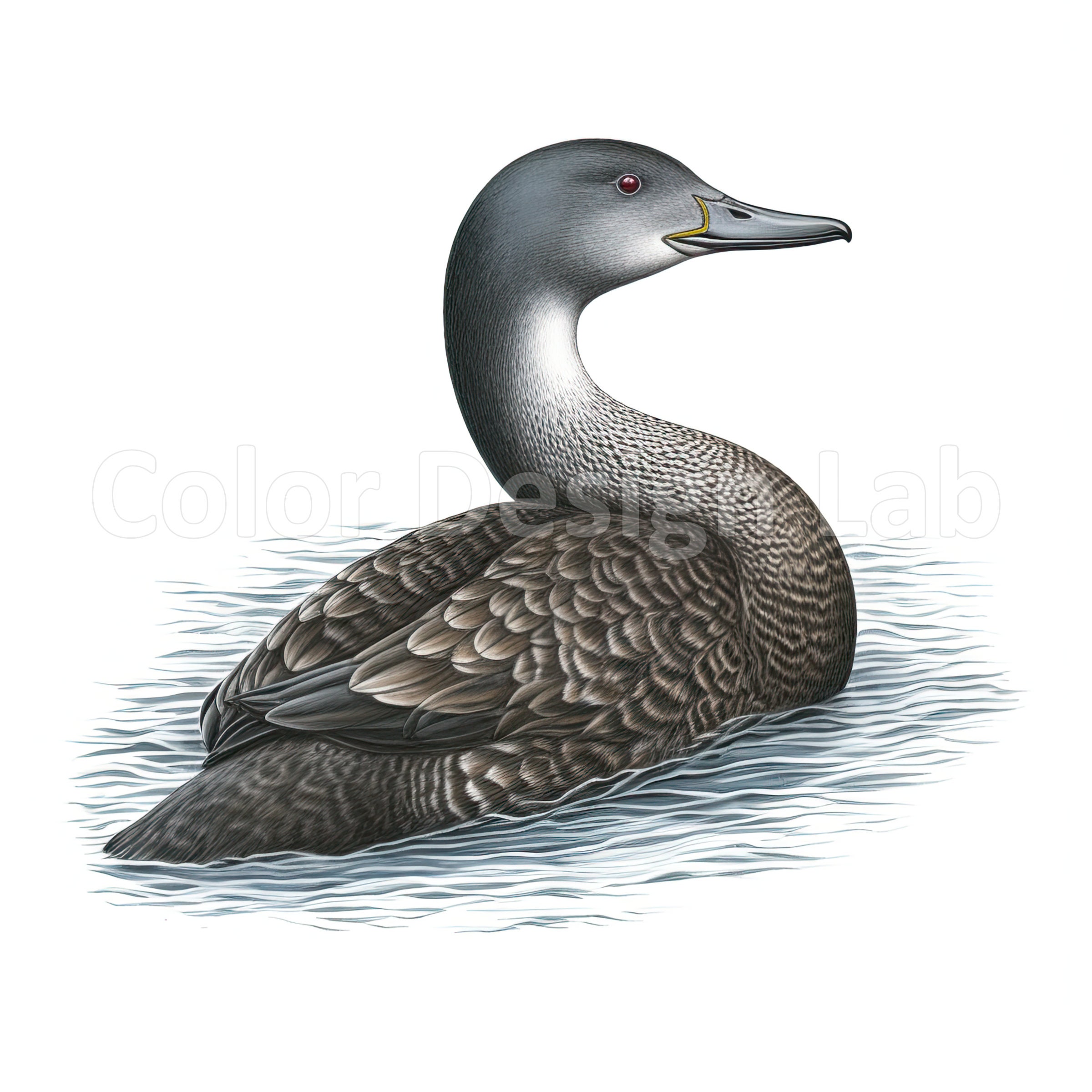 Common Loon Bird Printable Art Set 8 PNG Clipart High - Etsy