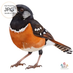 Spotted Towhee, Bird Art Print, High Resolution Digital Download, Bird ...