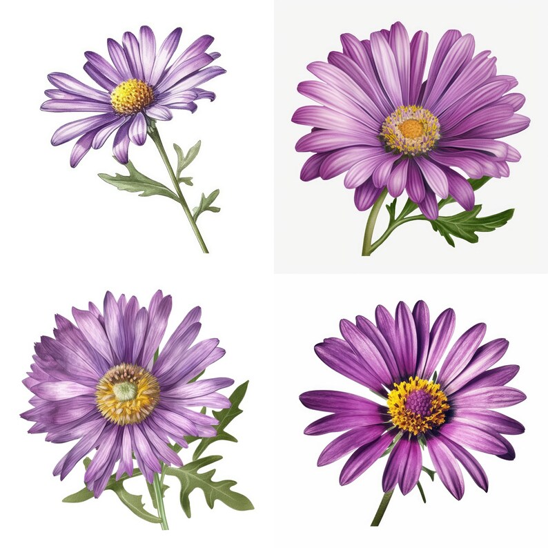 Purple Daisy Clipart 24 High-quality Jpgs Digital Download - Etsy