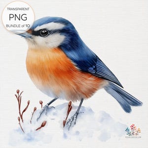Winter Birds Clipart Bundle: Snowy Owl, Cardinal, Chickadee & More, 10 ...