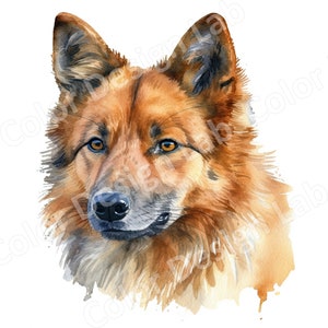 Finnish Spitz Clipart, Hand-drawn Breed Design, Loyal Dog Portrait ...