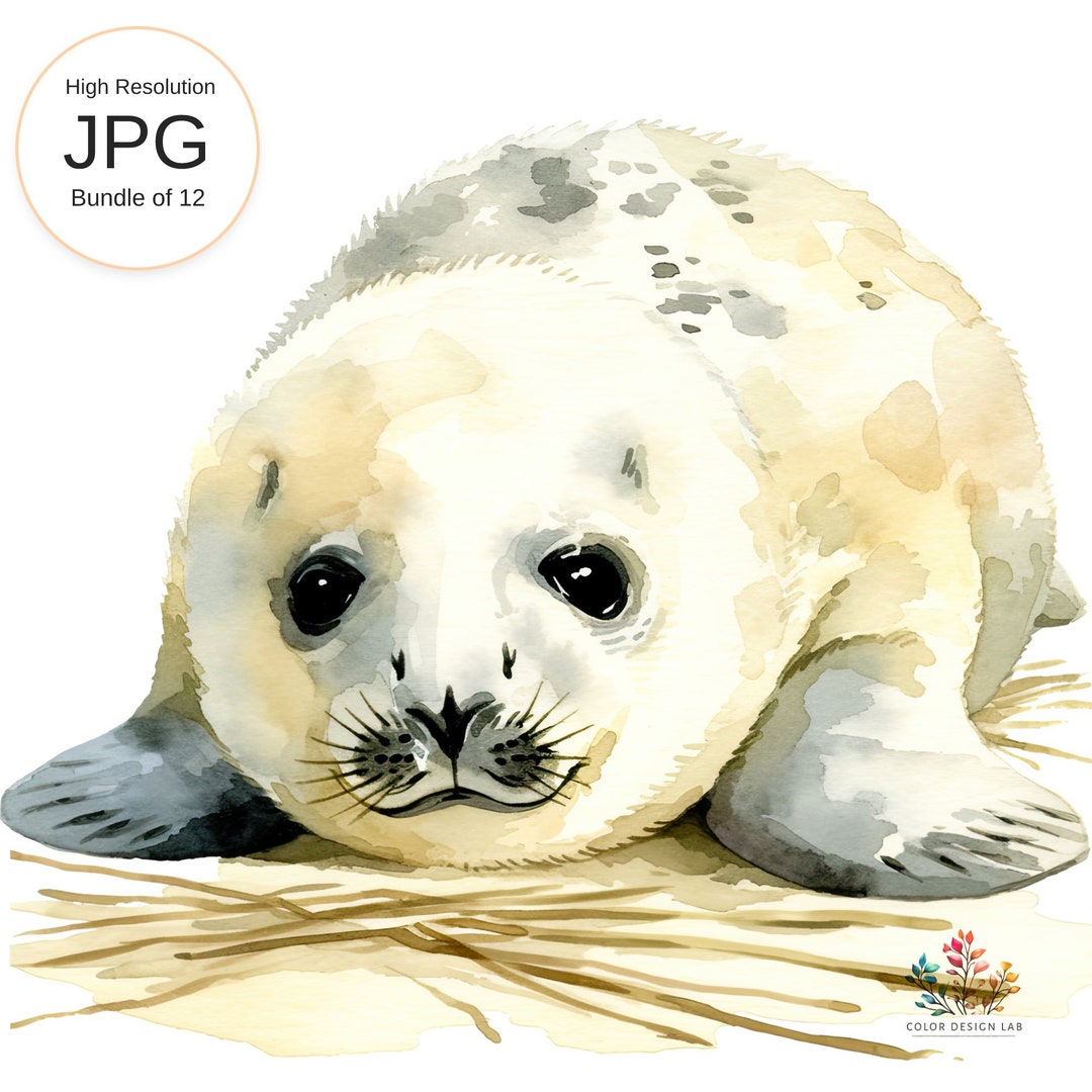 Adorable Seal Watercolor Clipart, Bundle of 12, Instant JPG Download ...